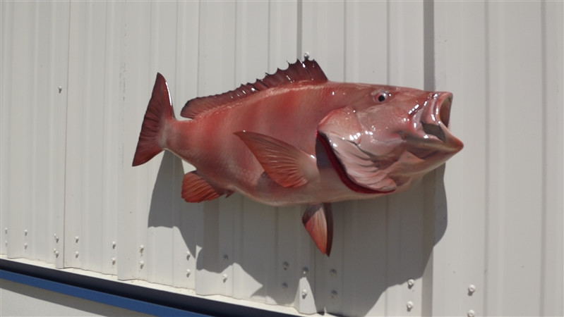 35 Inch Red Snapper Fish Mount Replica Reproduction For Sale