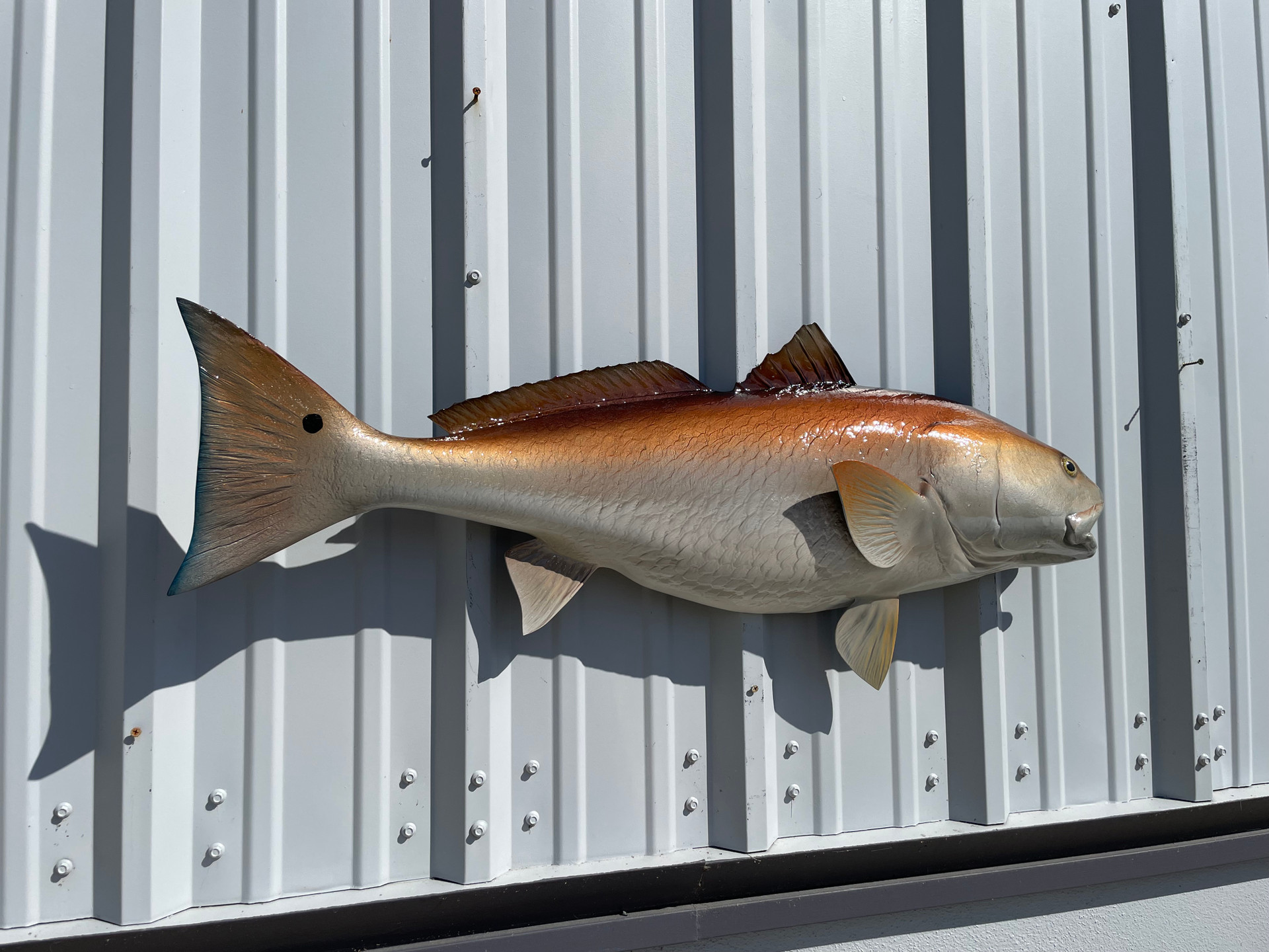 40 Inch Redfish Half Sided Fish Mount