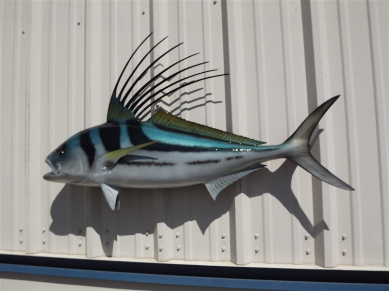 43 Inch Roosterfish Fish Mount Replica Reproduction For Sale
