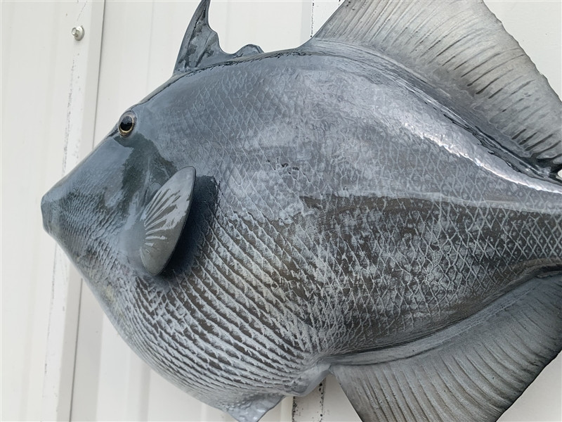 24 Inch Grey Triggerfish Fish Mount Replica Reproduction For Sale