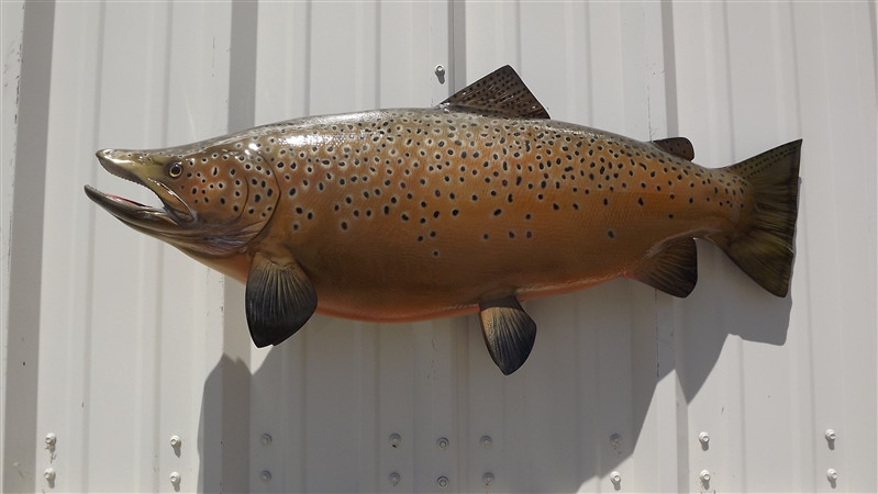 36 inch Brown Trout Fish Mount Replica