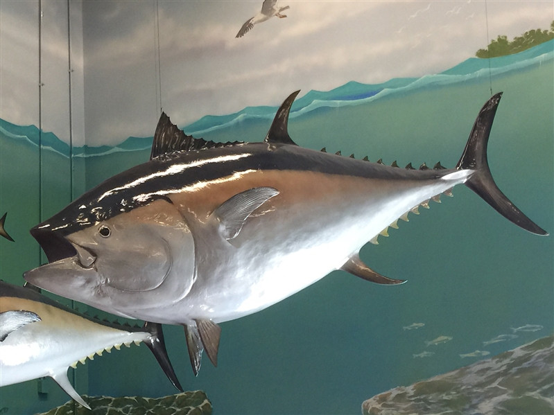 48 Inch Bluefin Tuna Half Mount Bluefin Tuna Half Sided Fish Replica