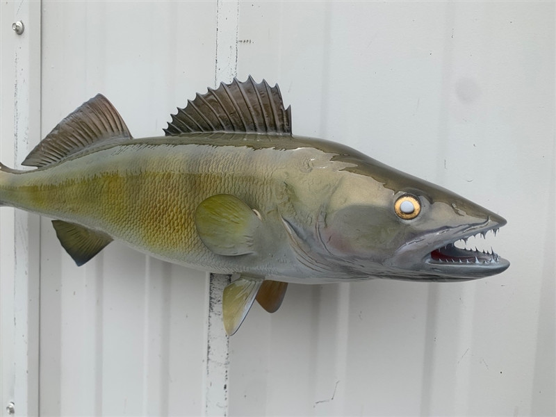Walleye Fish Mount Two Sided Wall Mount Fish Replica - 21 Inches