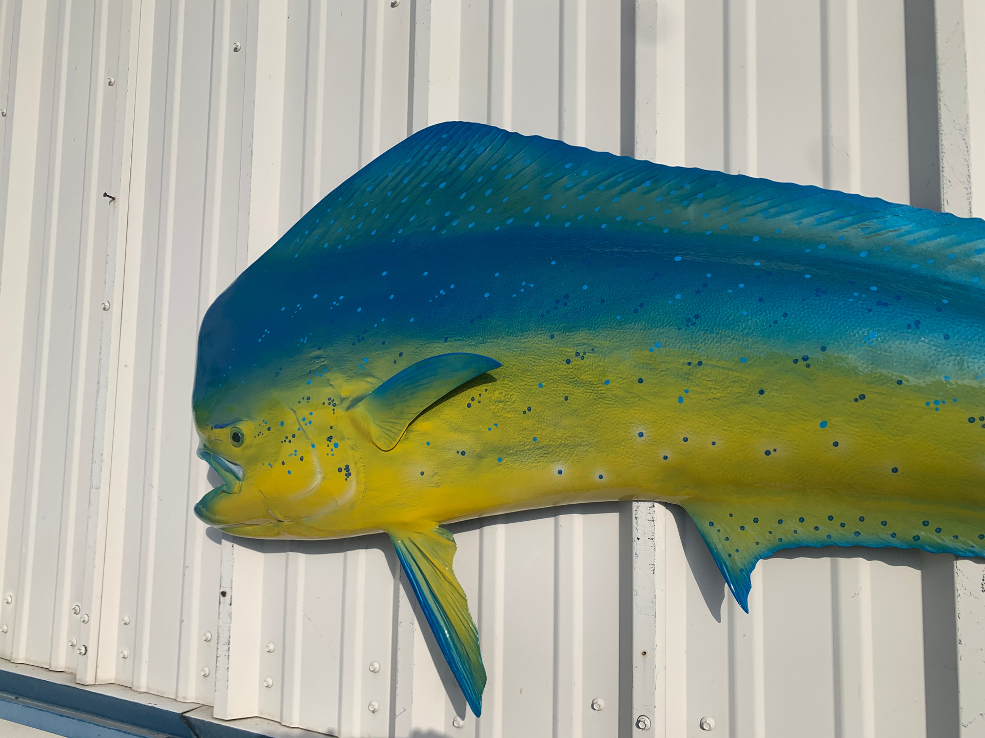 65 inch Left Facing Bull Dolphin Half Sided Fish Mount Replica