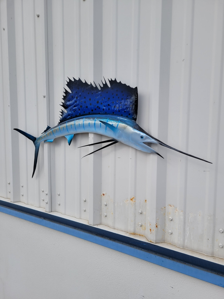 40 Inch Ripped Sailfish Fish Mount | 40 Inch Ripped Sailfish Fish Replica