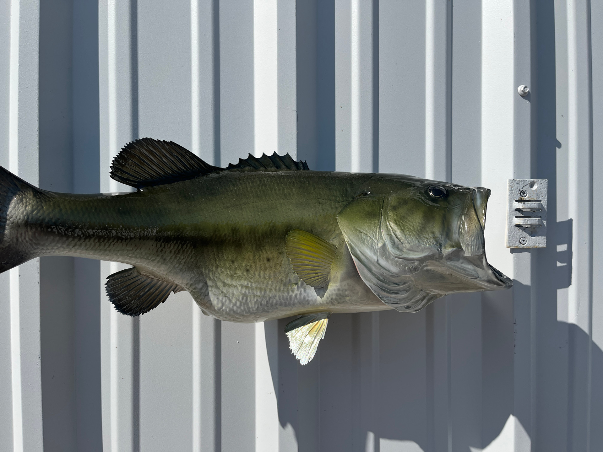 22 Inch Largemouth Bass Fish Mount Replica Facing Right