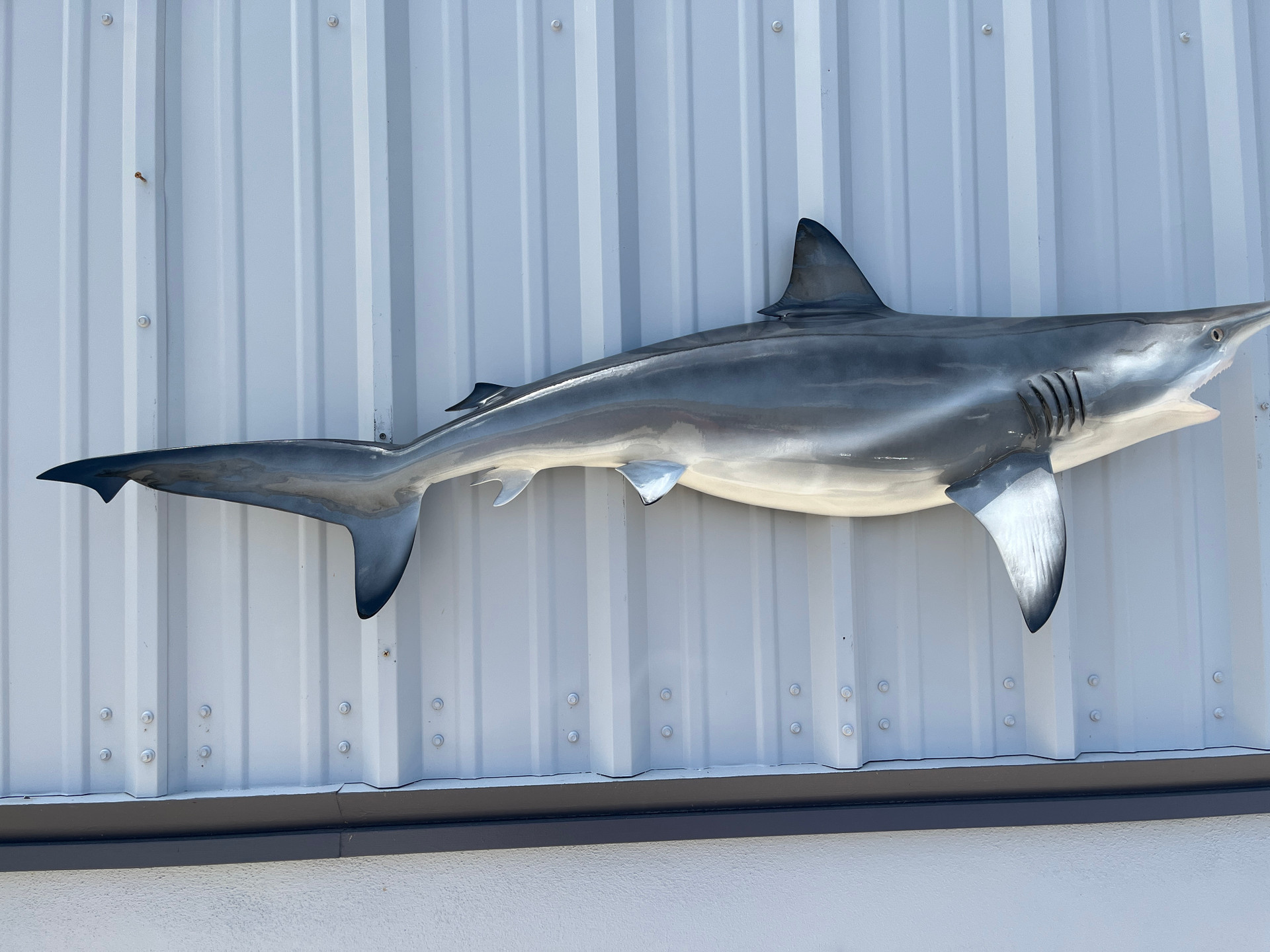 62 Inch Blacktip Shark Replica Mount Reproduction By Mount This