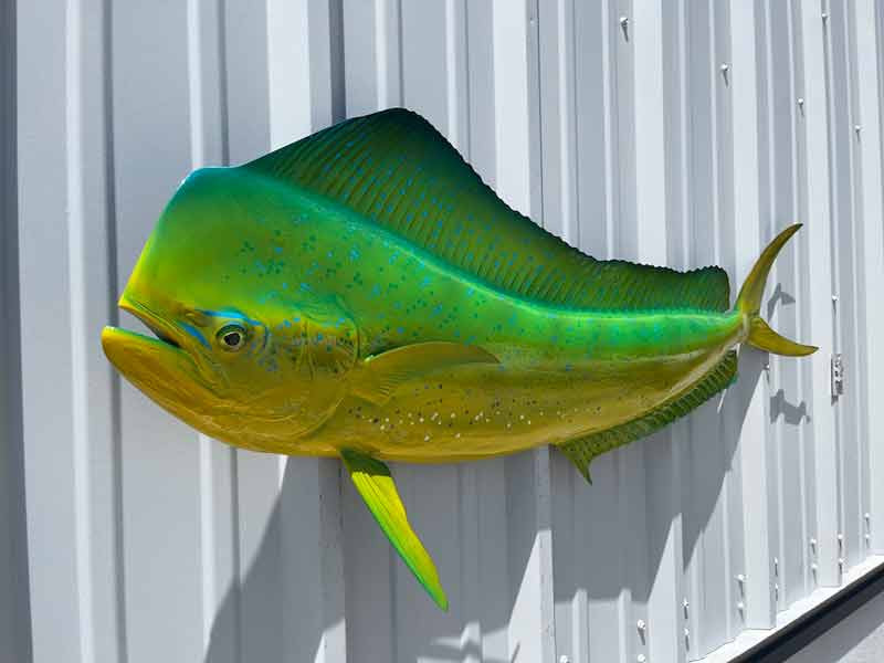 53 Inch Bull Dolphin Half Mount Fish Replica by Mount This!