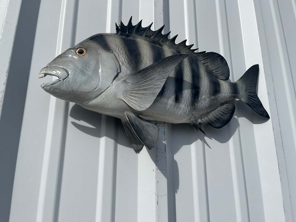 21 Inch Sheepshead Half Sided Fish Mount By Mount This Fish!
