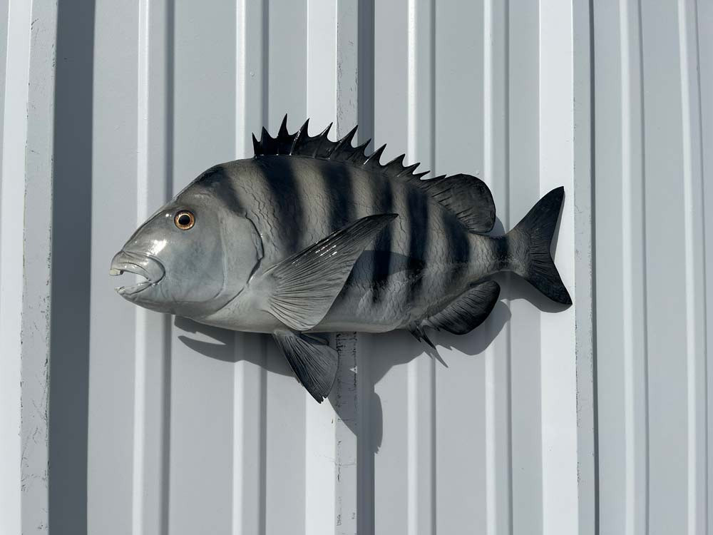 21 Inch Sheepshead Half Sided Fish Mount By Mount This Fish!