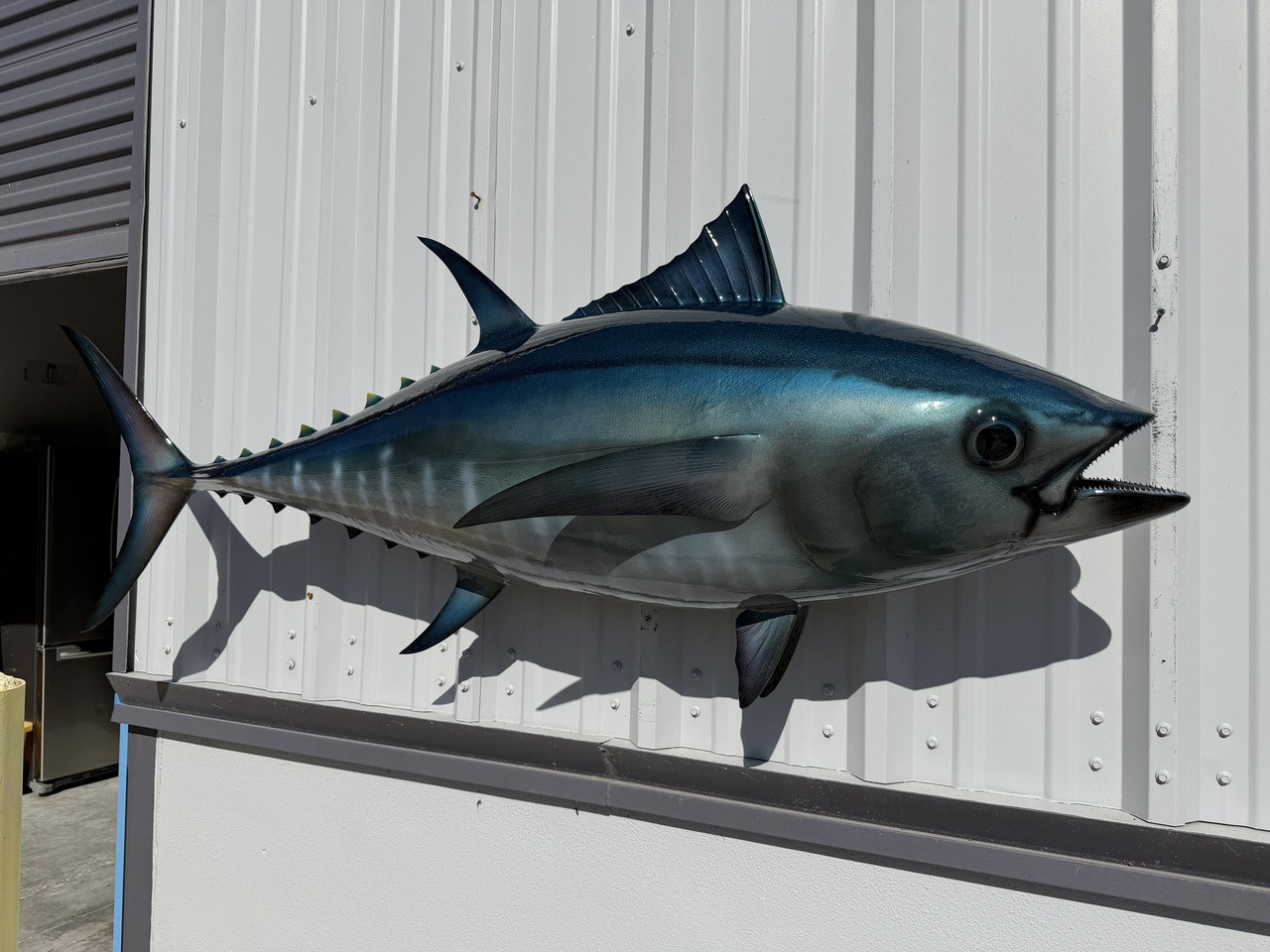 In Stock Bluefin Tuna Fish Mount Two Sided Wall Mount Fish Replica - 62 ...
