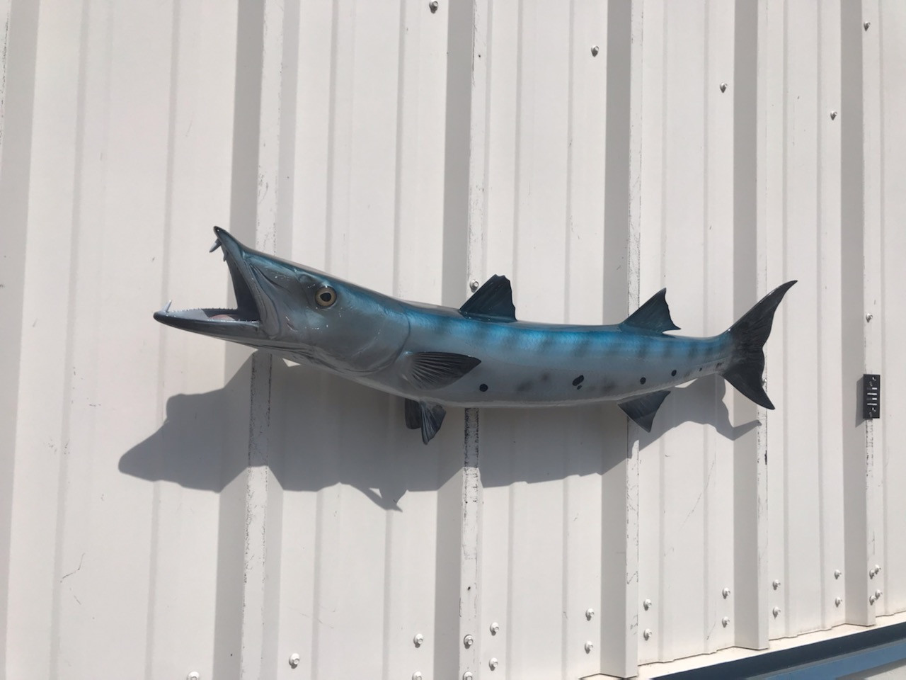 44 Inch Barracuda Fish Mount Replica Reproduction For Sale