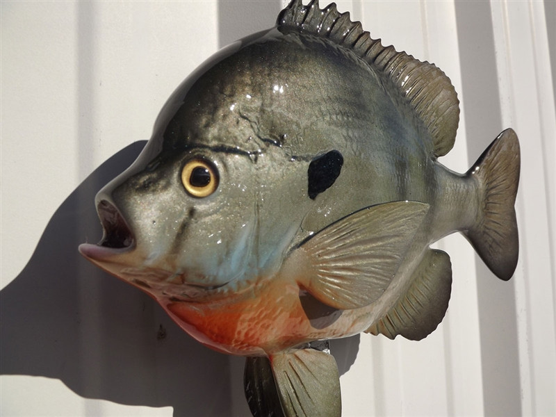12 Inch Bluegill Mount 12 Inch Bluegill Full Mount 12 Inch Bluegill Replica