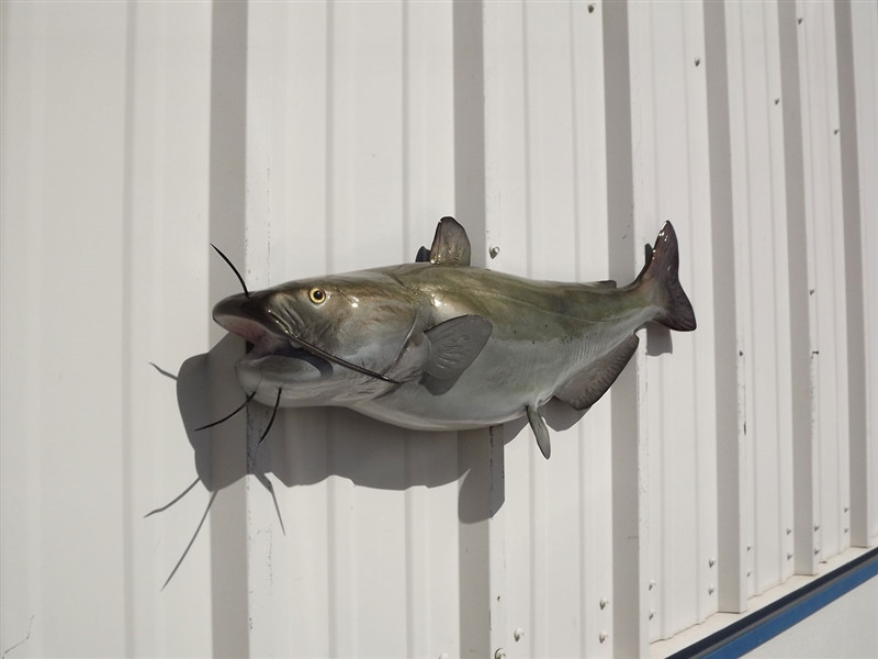 31 Inch Channel Catfish Half Sided Fish Mount Replica Reproduction