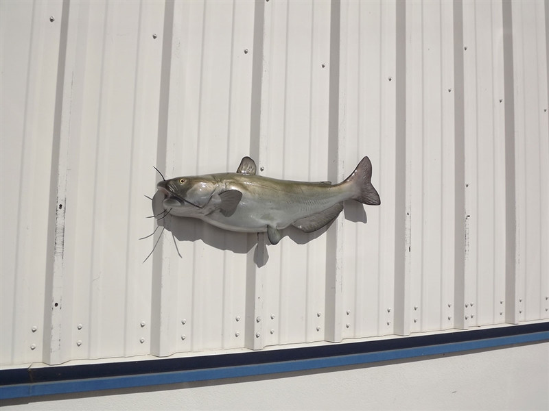31 Inch Channel Catfish Half Sided Fish Mount Replica Reproduction