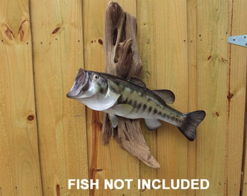 Fish Mount Accessories, Ordinary Fish Mounts, Fish Mount Options ...