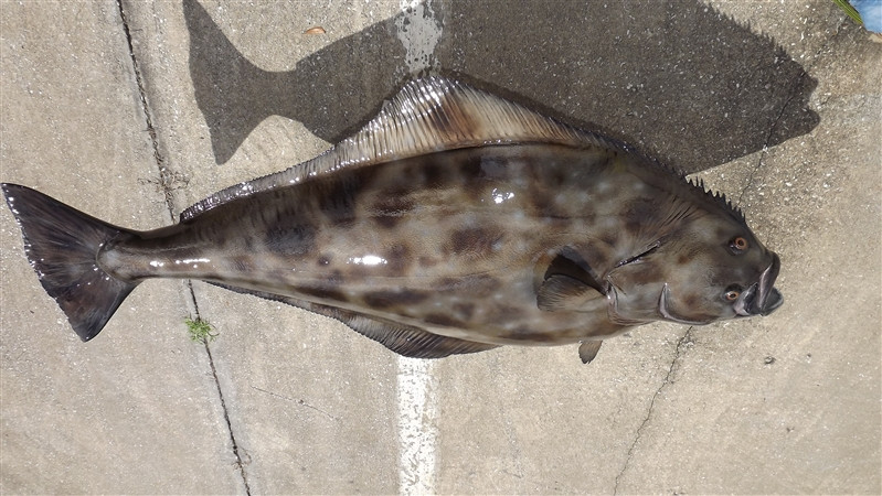 61 Inch Halibut Mount 61 Inch Halibut Full Mount 61 Inch Halibut Replica