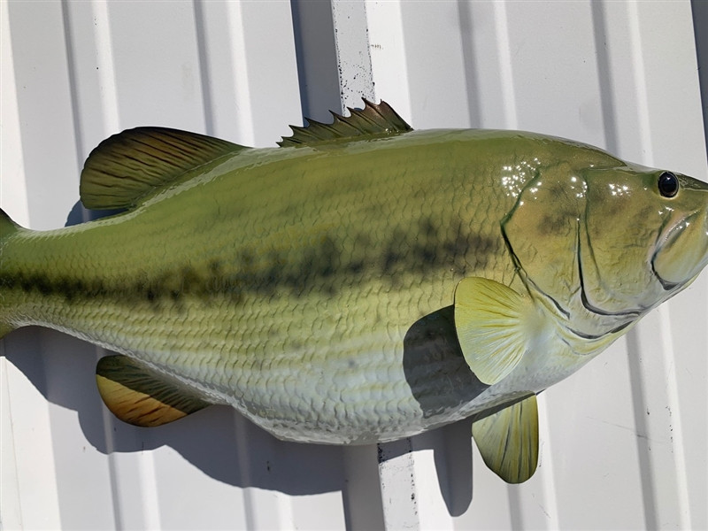 23 Inch Largemouth Bass Half Sided Fish Mount Replica Right Facing