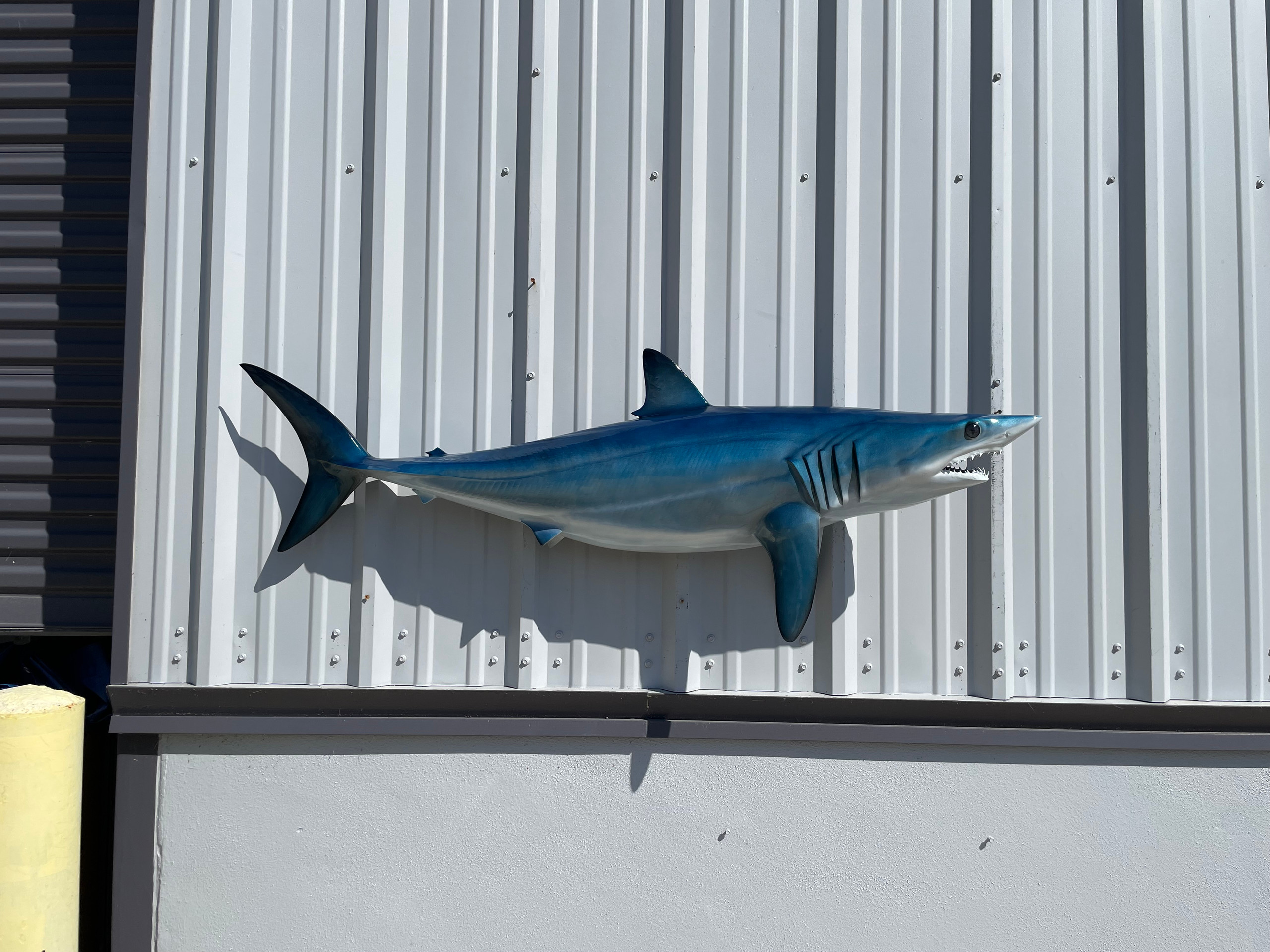 57 Inch Mako Shark Mount Replica Reproduction For Sale