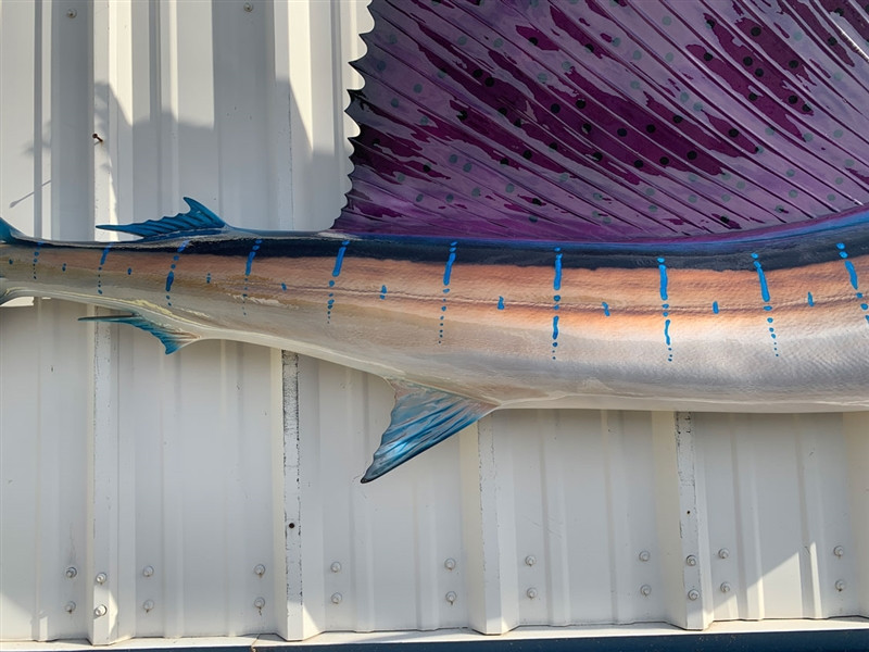 121 inch Pacific Sailfish Fish Mount Replica Reproduction For Sale