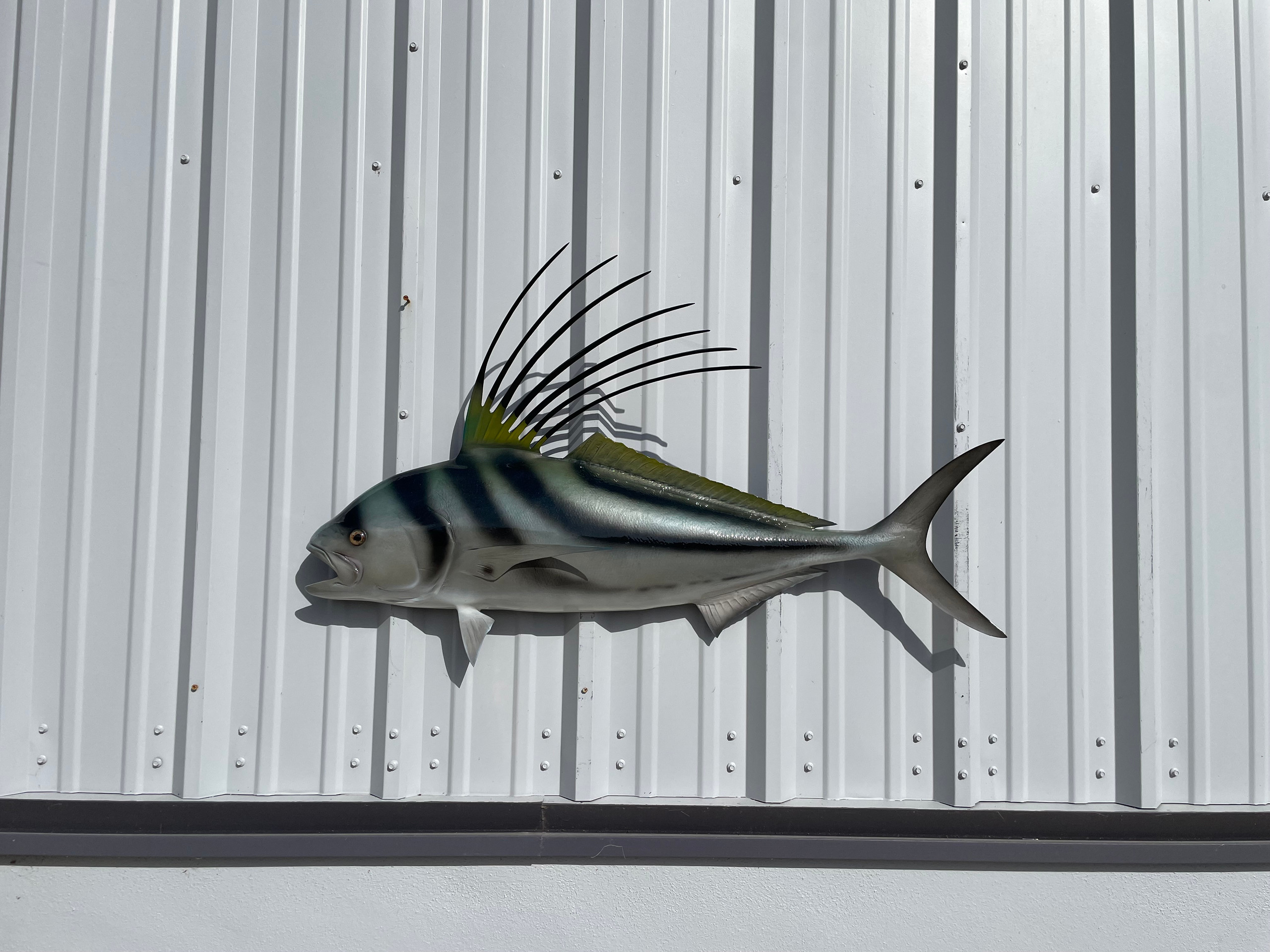44 Inch Roosterfish Half Mount Roosterfish Half Sided Fish Replica