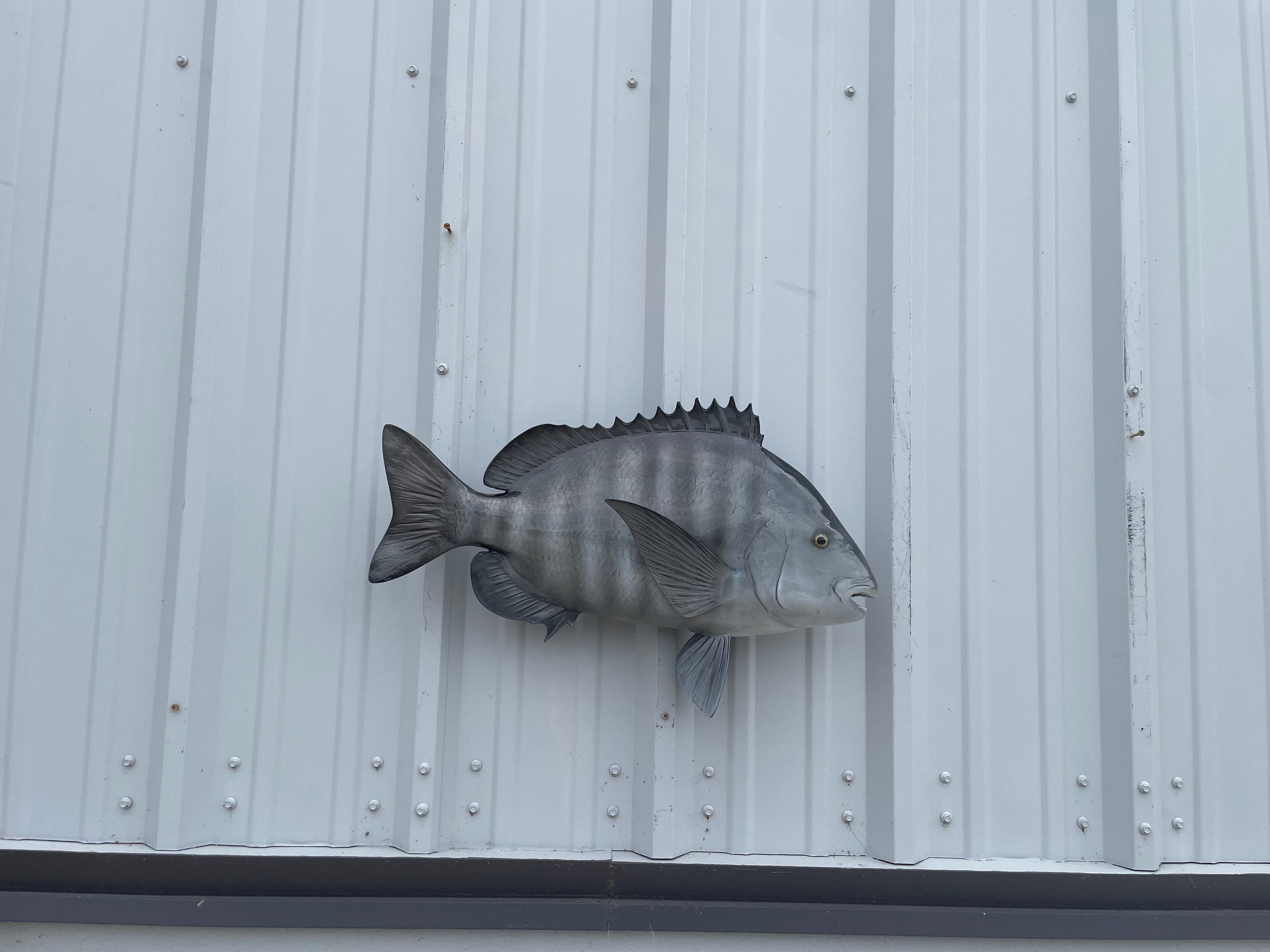 25 Inch Sheepshead Fish Mount Replica Reproduction For Sale