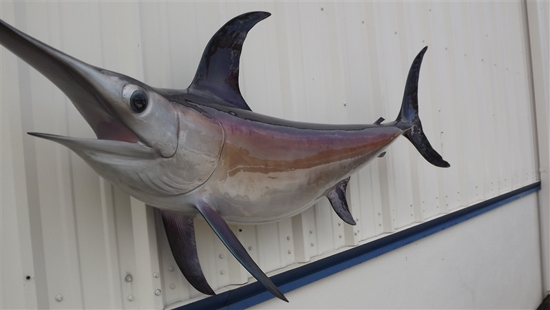 95 Inch Broadbill Swordfish Fish Mount Replica Reproduction For Sale