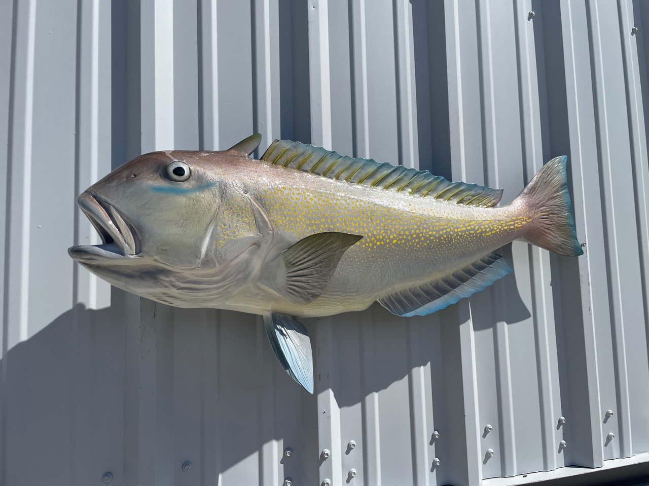 37" Golden Tilefish Fish Mount Two Sided Wall Mount Fish Replica