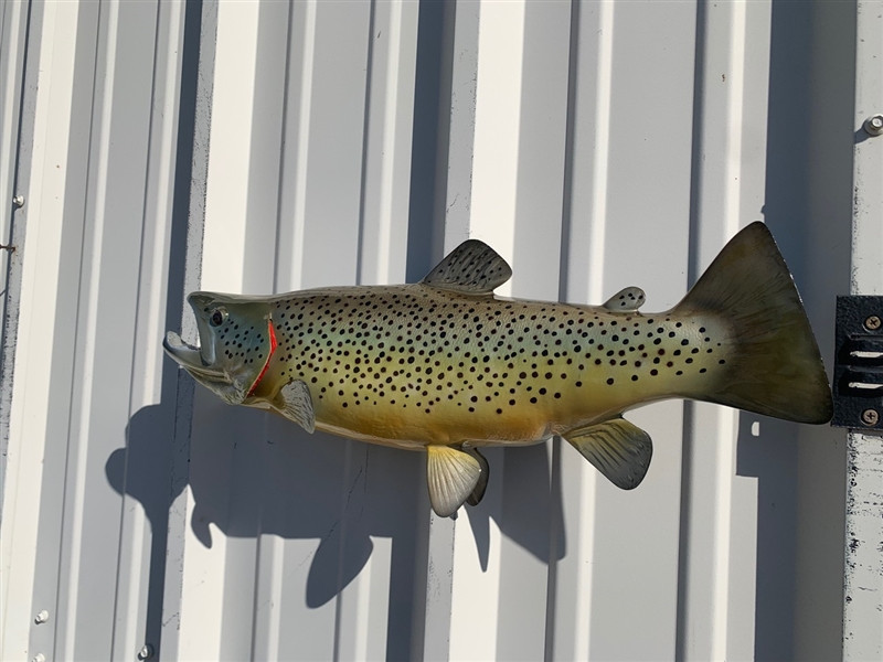 22 Inch Brown Trout Mount Fish Mount Replica Reproduction For Sale