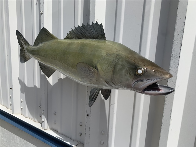 Walleye Fish Mount Two Sided Wall Mount Fish Replica - 30 Inches