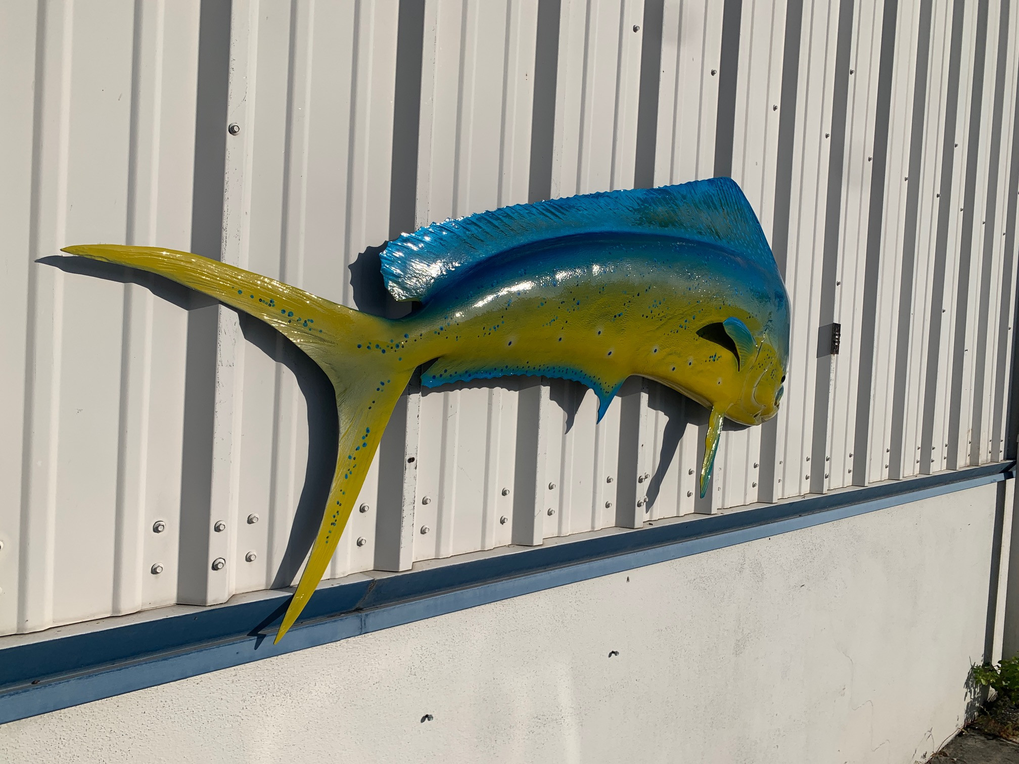65 Inch Right Facing Bull Dolphin Half Sided Fish Mount Replica