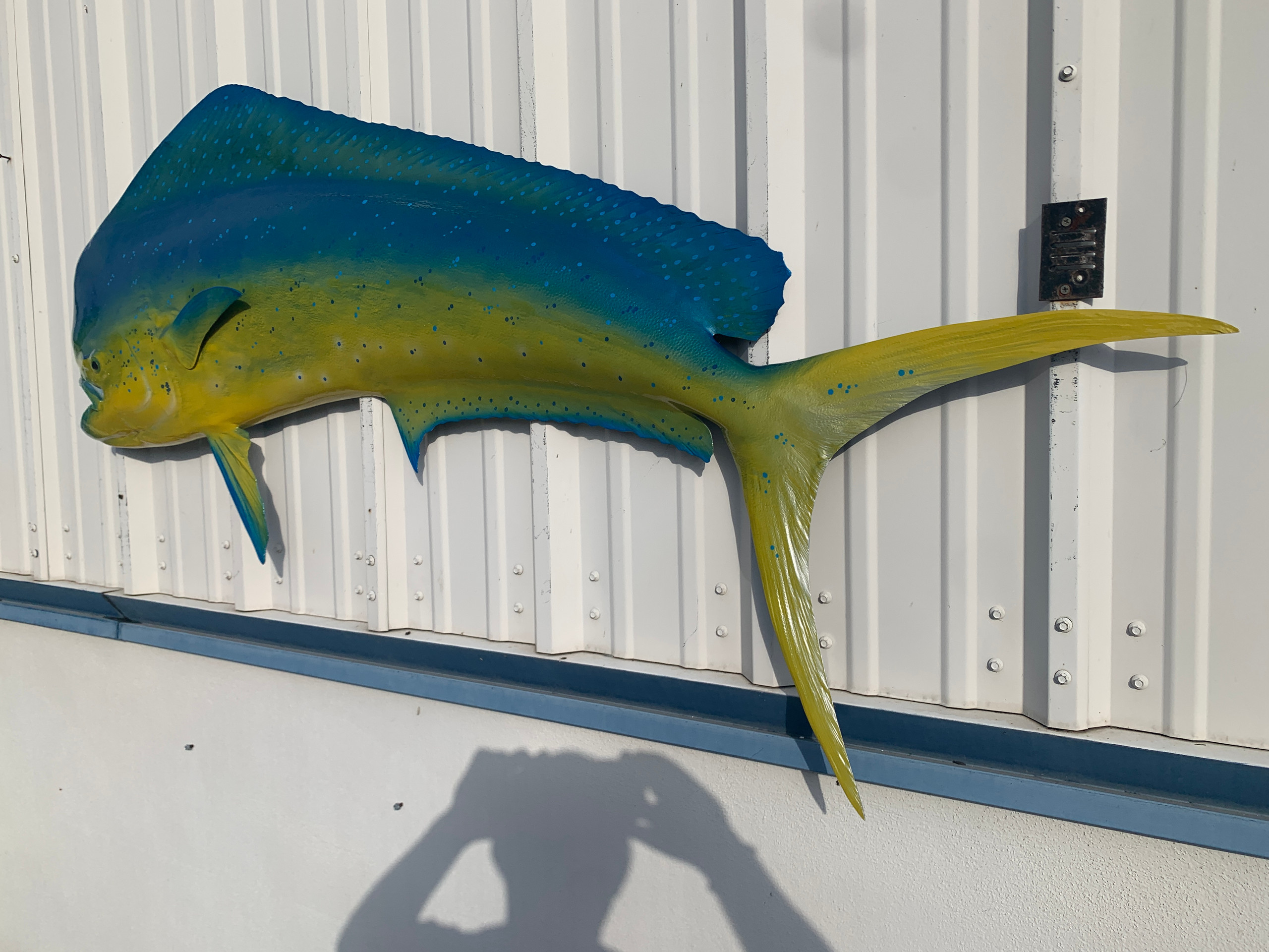 65 inch Left Facing Bull Dolphin Half Sided Fish Mount Replica