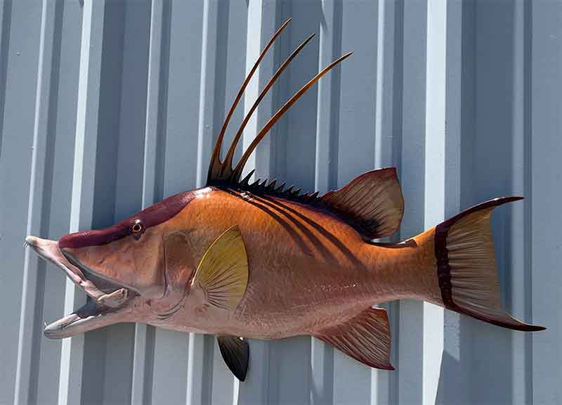 32 Inch Hogfish Half Sided Fish Mount Replica