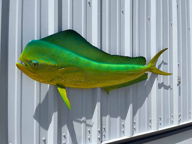 53 Inch Bull Dolphin Half Mount Fish Replica by Mount This!