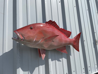In Stock 32 Inch Red Snapper Mount In Stock 32 Inch Red Snapper Full ...