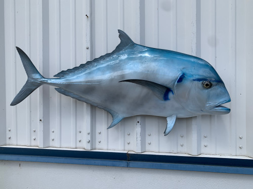 African Pompano Full Mounts | African Pompano Fish Mounts