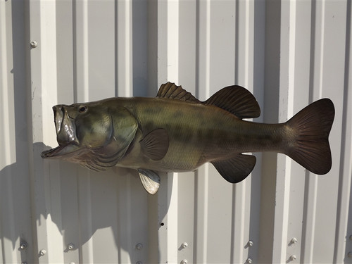 Largemouth Bass Mounts By Mount This Fish | Largemouth Bass Full Mounts
