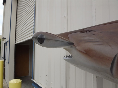 Hammerhead Shark Mounts By Mount This Fish | Hammerhead Shark Full Mounts