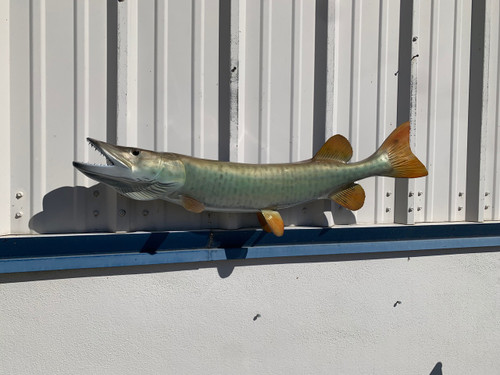 Muskie Fish Mounts By Mount This Fish! Muskie Fish Replicas