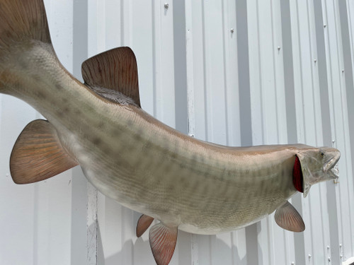 48 Inch Muskie Fish Mount Replica Reproduction For Sale