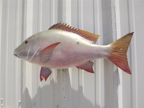 30 Inch Mutton Snapper Fish Mount 30 Inch Mutton Snapper Fish Replica
