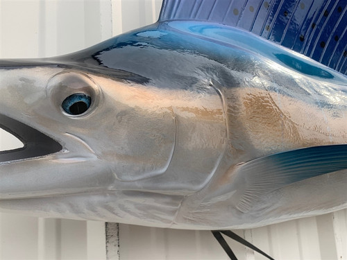 Pacific Sailfish Mounts By Mount This Fish | Pacific Sailfish Full Mounts
