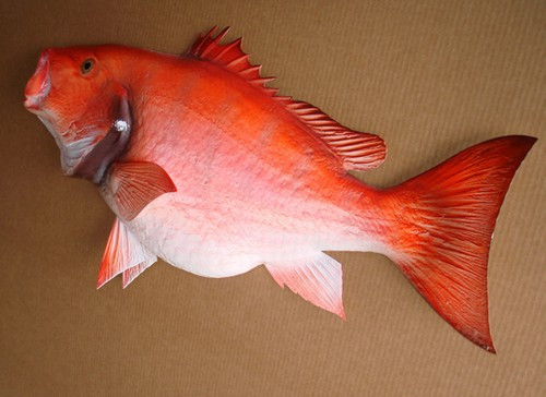 35 Inch Red Snapper Fish Mount Replica Reproduction For Sale
