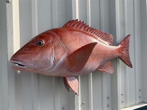 30 Inch Red Snapper Fish Mount Replica Reproduction For Sale