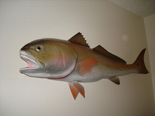 Redfish Mounts By Mount This Fish | Redfish Full Mounts