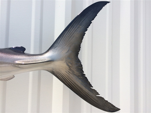 Swordfish Mounts By Mount This Fish | Swordfish Fish Mounts | Swordfish ...