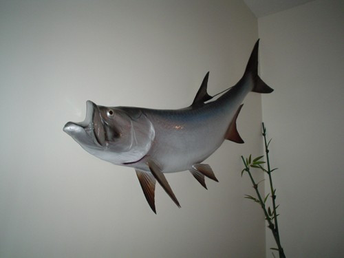 Tarpon Mounts By Mount This Fish | Tarpon Fish Mounts | Tarpon Replicas