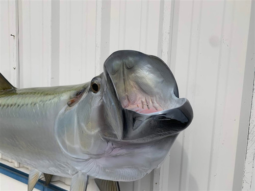 Tarpon Mounts By Mount This Fish | Tarpon Fish Mounts | Tarpon Replicas