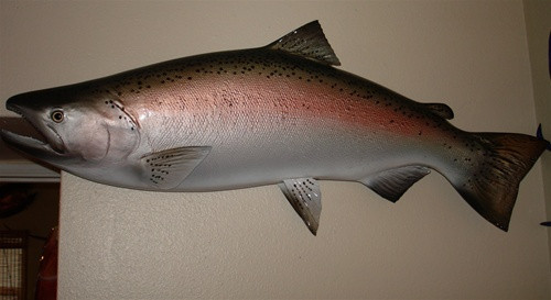 Rainbow Trout Mounts By Mount This Fish | Rainbow Trout Full Mounts