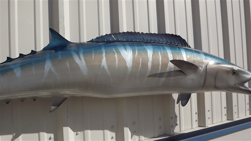 Wahoo Mounts By Mount This Fish | Wahoo Fish Mounts